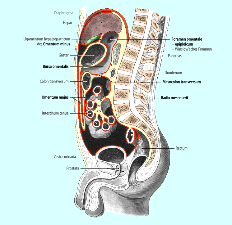 Bauchwand, Peritonealhöhle und Retroperitoneum | SpringerLink