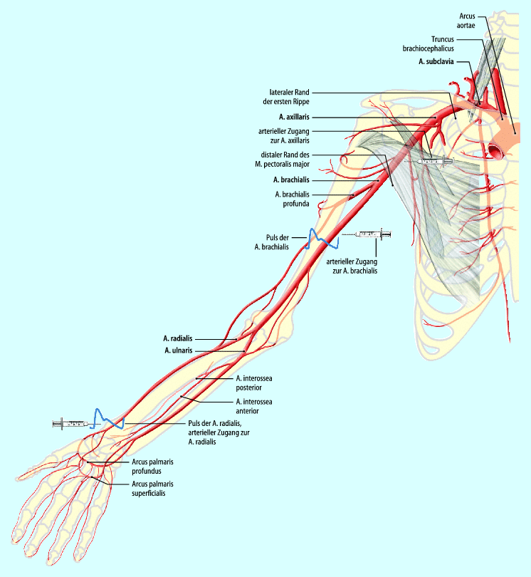 Arterien und Venen | SpringerLink