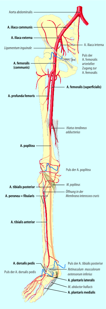 Arterien und Venen | SpringerLink