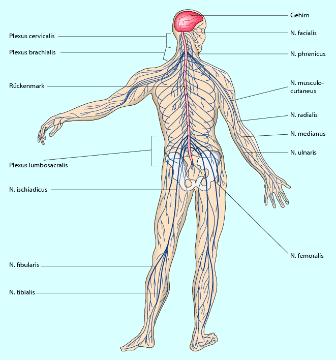 Einführung in die Krankheiten des Nervensystems | SpringerLink