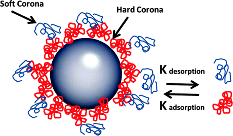 Nanoparticle and Protein Corona | SpringerLink