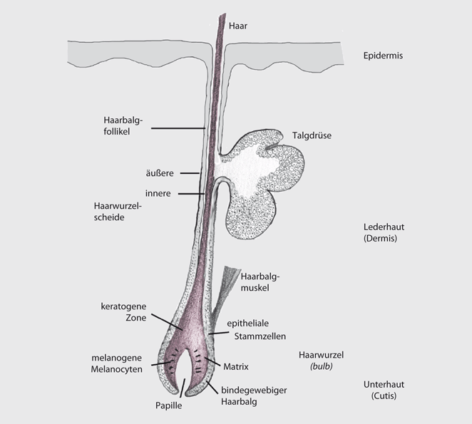 Haut und Haare | SpringerLink