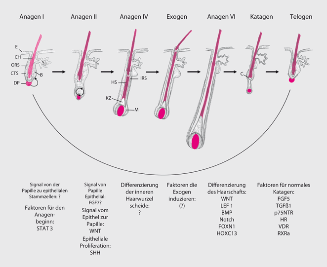 Haut und Haare | SpringerLink