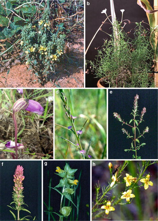 The Parasitic Weeds of the Orobanchaceae | SpringerLink