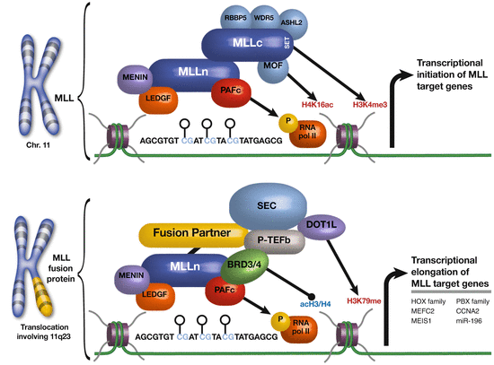 Epigenetic Modifications Mediated by the AML1/ETO and MLL Leukemia ...