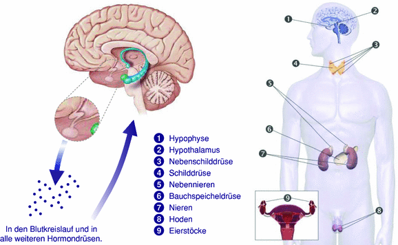 Neurowissenschaftliche Grundlagen | SpringerLink