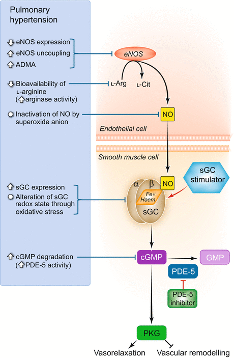 Soluble Guanylate Cyclase Stimulators in Pulmonary Hypertension ...