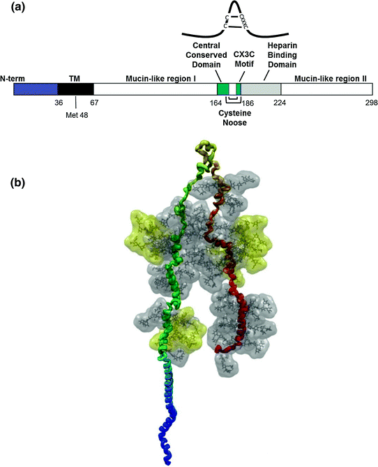 Structure and Function of Respiratory Syncytial Virus Surface ...