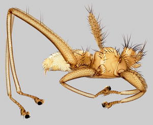 Parasitic Bat Flies (Diptera: Streblidae and Nycteribiidae): Host ...