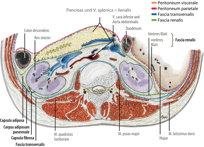 Operative Anatomie: Bauchraum, Retroperitonealraum, Darm | SpringerLink