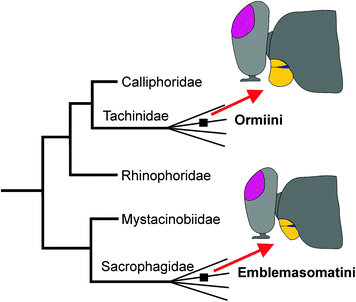 Evolutionary and Phylogenetic Origins of Tympanal Hearing Organs in ...