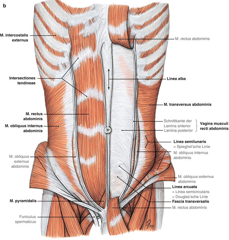 Ligamentum Umbilicale Anatomie – MMYDTP