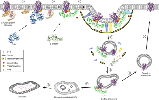 β-Arrestins and G Protein-Coupled Receptor Trafficking | SpringerLink