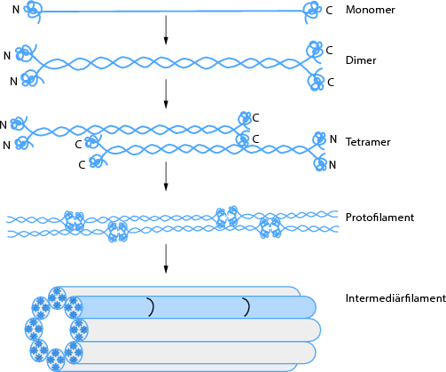 Cytoskelett | SpringerLink