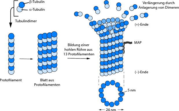 Cytoskelett | SpringerLink