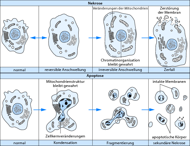 Zellzyklus und Apoptose | SpringerLink