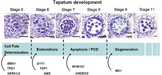 Molecular Cell Biology of Pollen Walls | SpringerLink