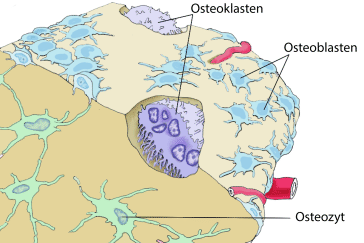 Das Organ Knochen – Histologie und Zellmechanismen | SpringerLink