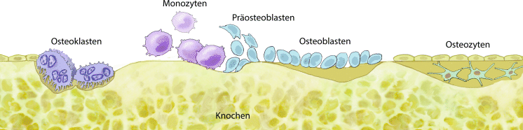 Das Organ Knochen – Histologie und Zellmechanismen | SpringerLink