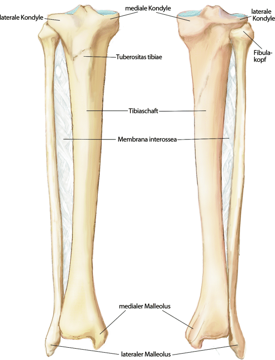Anatomie und Gelenkwinkel des Knochens | SpringerLink