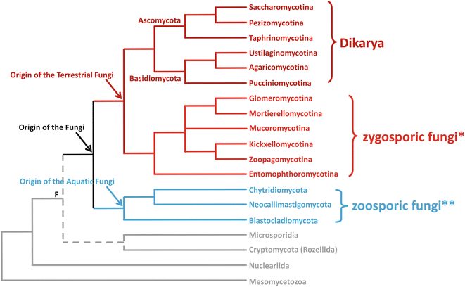 2 Genomics to Study Basal Lineage Fungal Biology: Phylogenomics ...