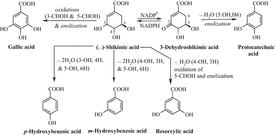 Shikimic Acid Pathway | SpringerLink