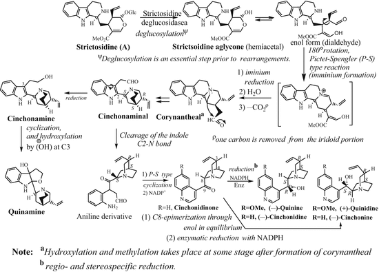 Quinine. Cinchona Alkaloids ( Tryptophan Derived Quinoline Alkaloids ...