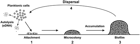 Staphylococcus aureus Biofilm Formation and Inhibition | SpringerLink