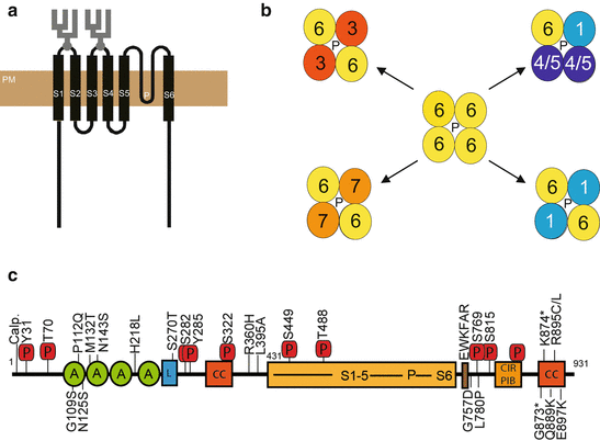 TRPC6: Physiological Function and Pathophysiological Relevance ...