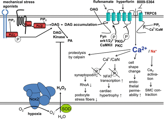 TRPC6: Physiological Function and Pathophysiological Relevance ...