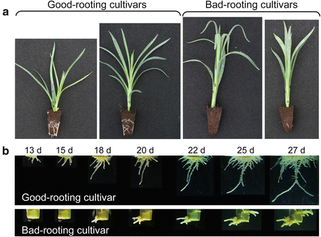 Adventitious Root Development in Ornamental Plants: Insights from ...