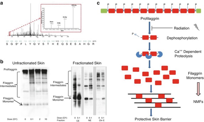 Mapping Posttranslational Regulation of Filaggrin Using ...