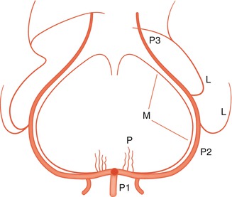 Posterior Cerebral Artery | SpringerLink