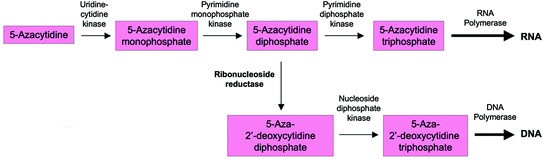 5-Azacytidine/5-Azacitidine | SpringerLink