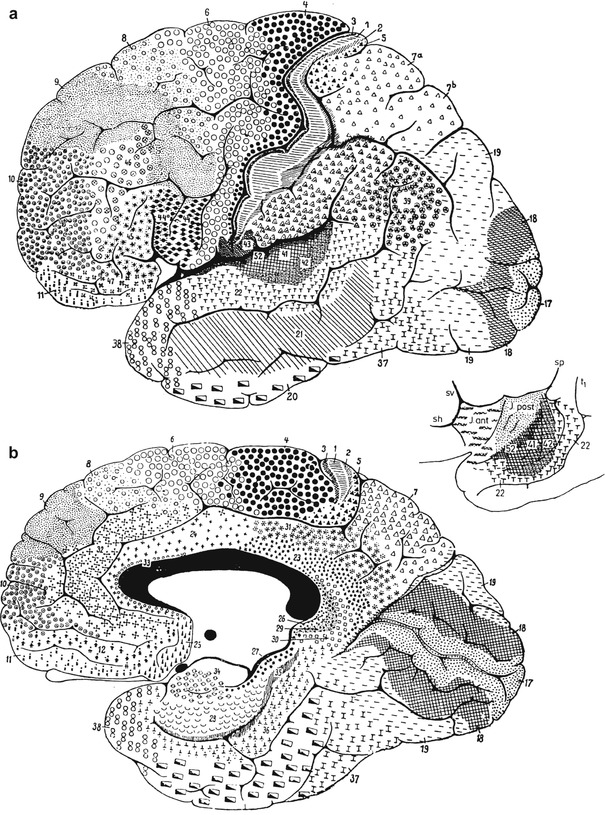 Development and Developmental Disorders of the Cerebral Cortex ...