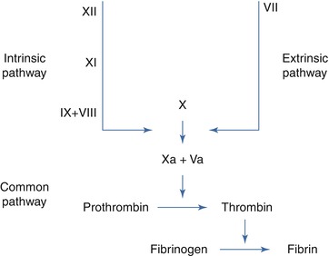 The Cell-Based Coagulation Model | SpringerLink