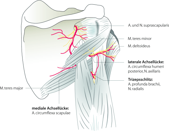 Kompressionssyndrome des Schultergürtels | SpringerLink