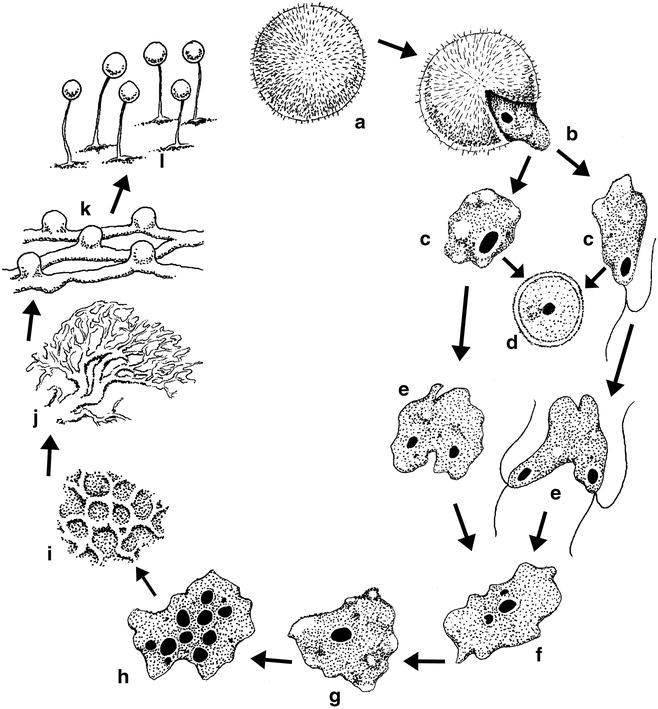 2 Excavata: Acrasiomycota; Amoebozoa: Dictyosteliomycota, Myxomycota ...