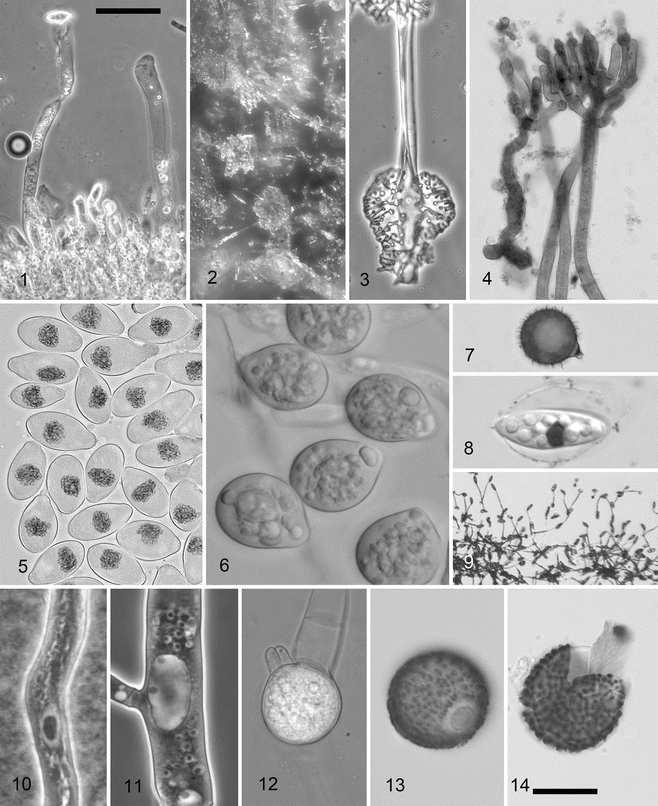 8 Zygomycetous Fungi: Phylum Entomophthoromycota and Subphyla ...