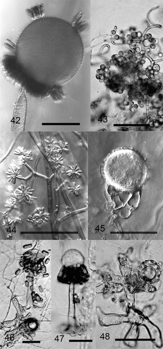 8 Zygomycetous Fungi: Phylum Entomophthoromycota and Subphyla ...