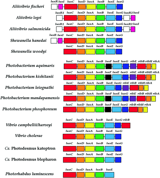 Biochemistry and Genetics of Bacterial Bioluminescence | SpringerLink