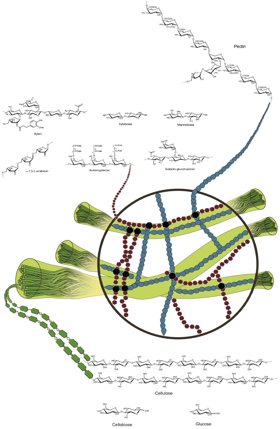 Enzymatic Aqueous Extraction (EAE) | SpringerLink