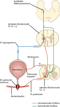 Harninkontinenz bei COPD | SpringerLink