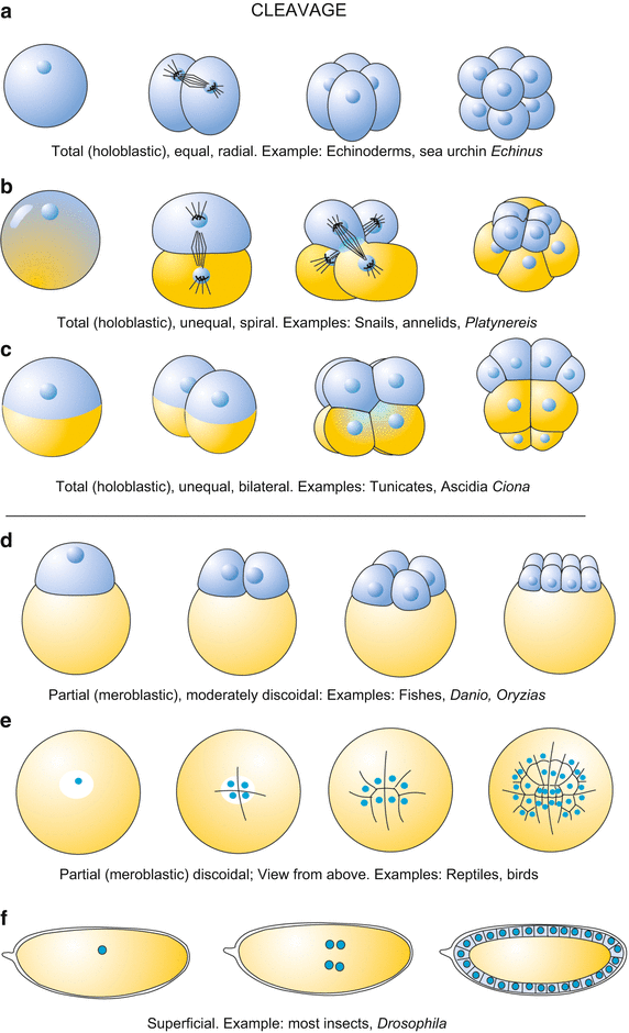 Stages and Principles of Animal Development: Terms of Developmental ...