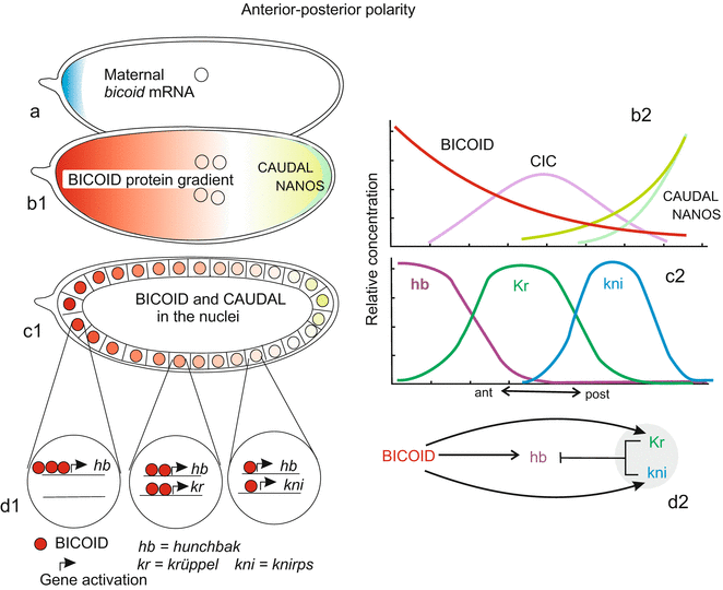 Model Organisms in Developmental Biology I: Invertebrates | SpringerLink