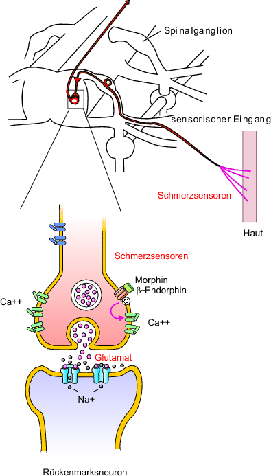 Synapsen: Transmission und Verarbeitung von Information | SpringerLink