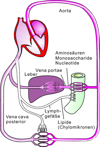 Die Leber und die zentrale interne Grundversorgung | SpringerLink