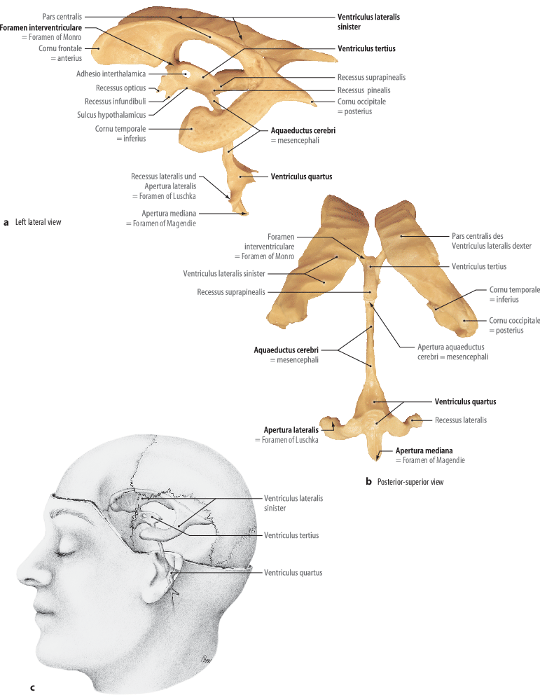 The Brain | SpringerLink