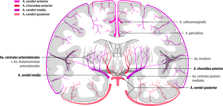 The Brain | SpringerLink