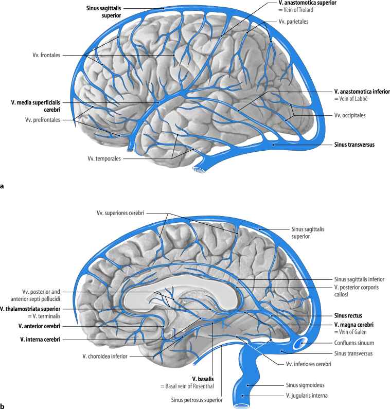 The Brain | SpringerLink